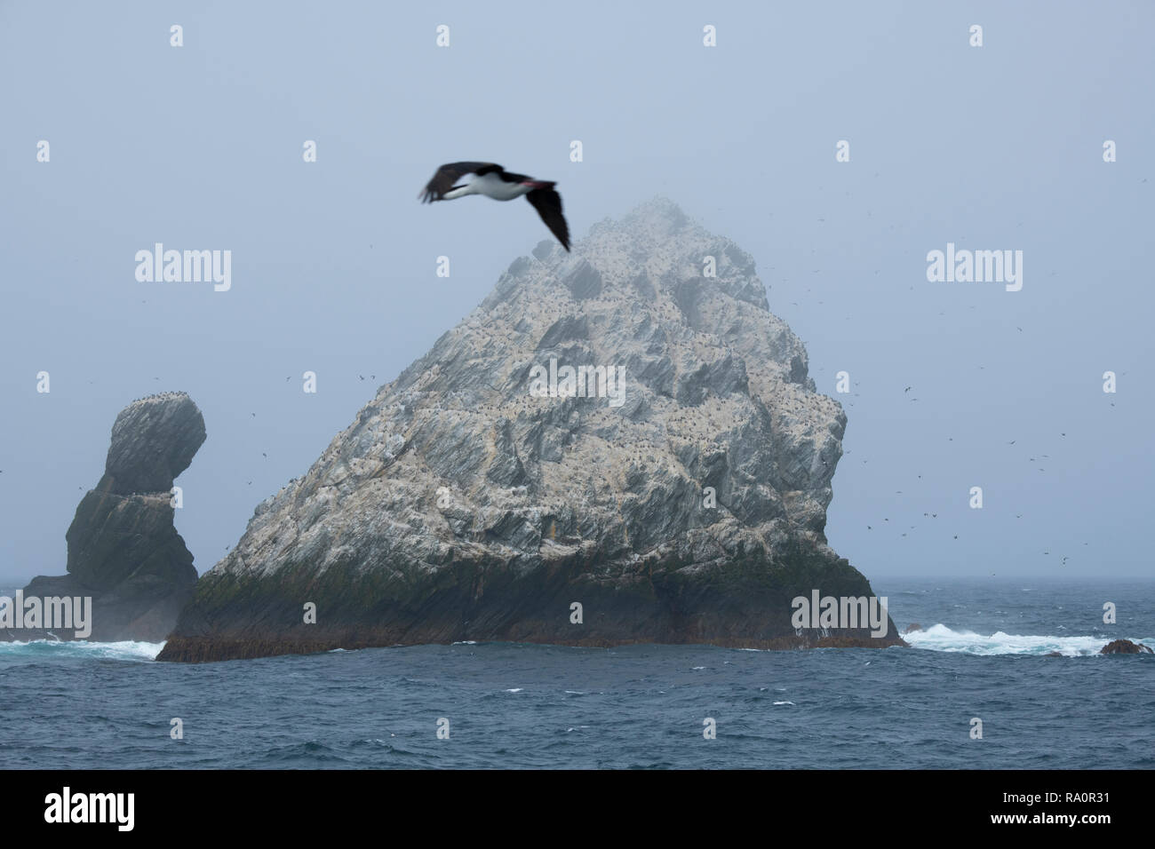 South Georgia, Shag Rocks. Uninhabited group of small islands (aka ...