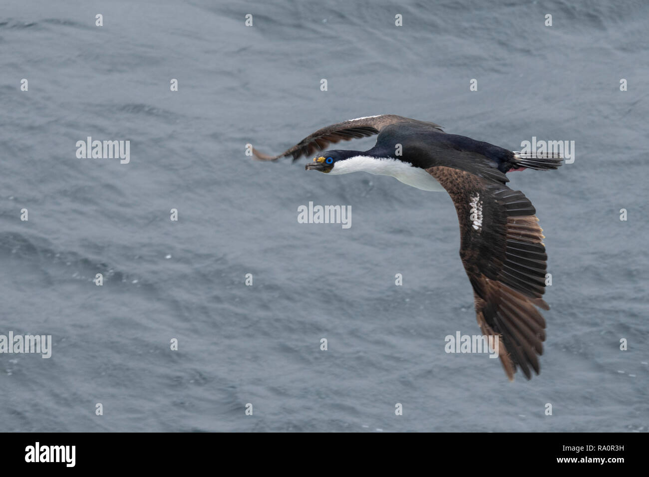 South Georgia, Shag Rocks. Uninhabited group of small islands (aka ...