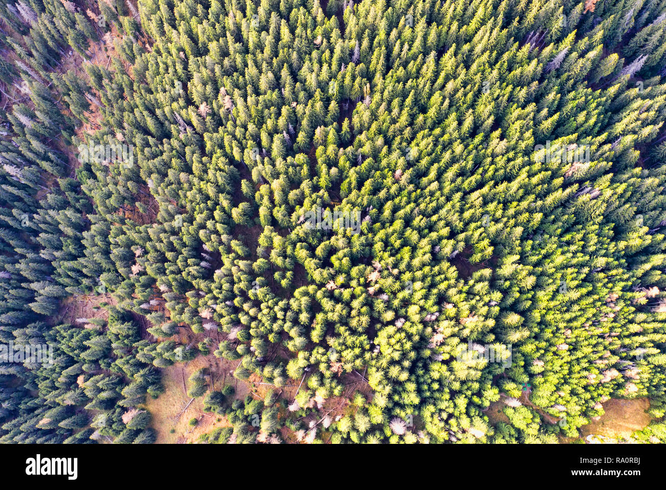 Evergreen forest trees viewed from above, drone aerial view Stock Photo ...