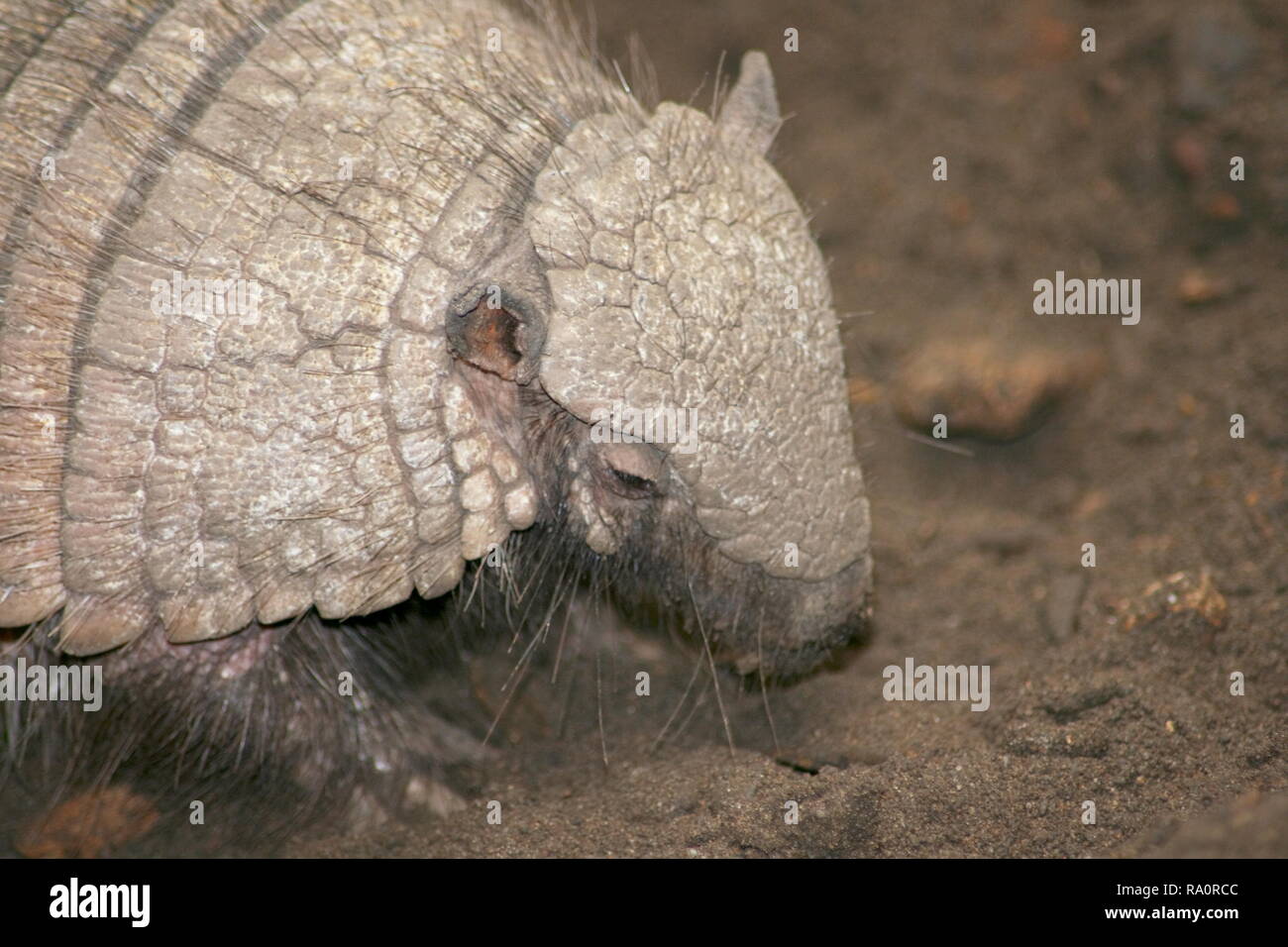 Dasypodidae hi-res stock photography and images - Alamy