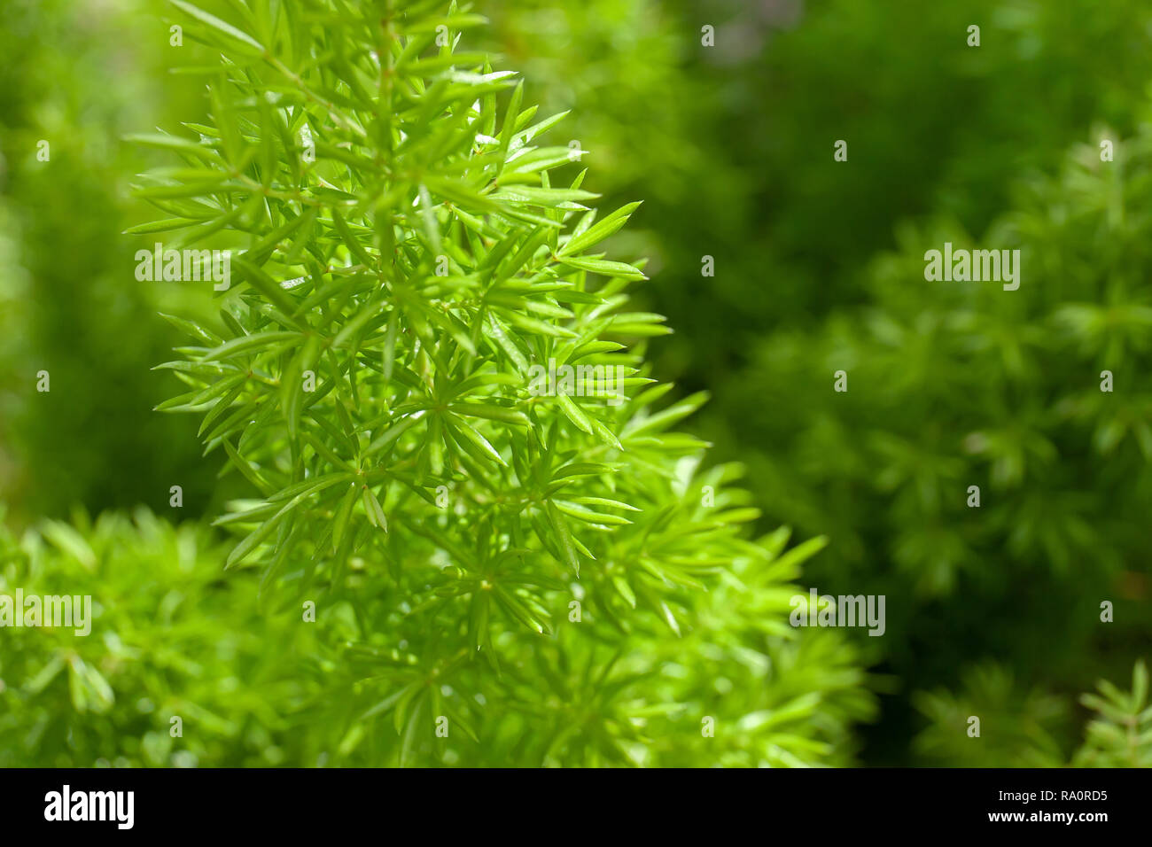 Small green leaves, Young leaves plants growing in the garden, Abstract ...