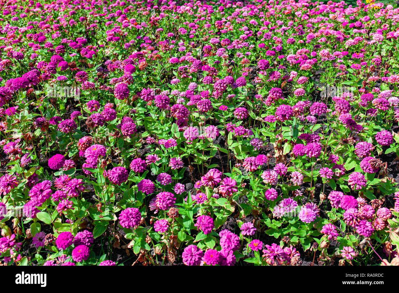 Shrub garden bush flower spring pink single hi-res stock photography ...