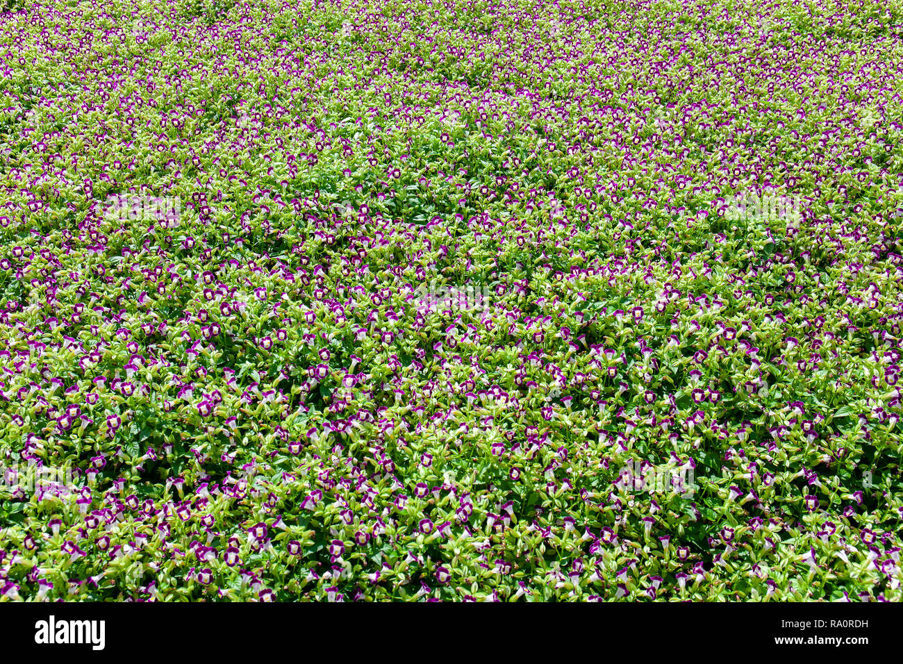 Violet, Magenta color flower shrub plants tree in the garden, Beauty in ...