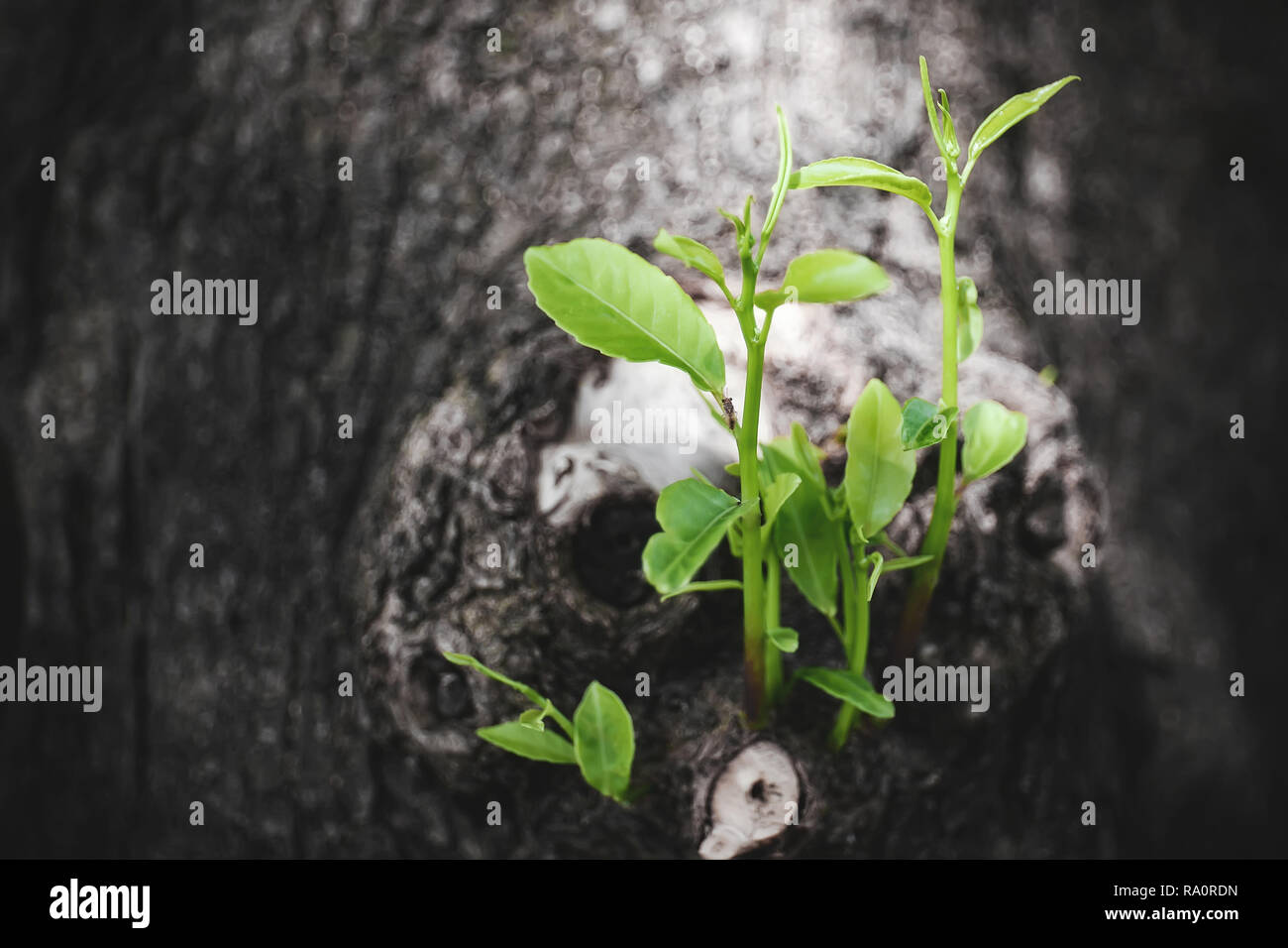 Sprout development hi-res stock photography and images - Alamy