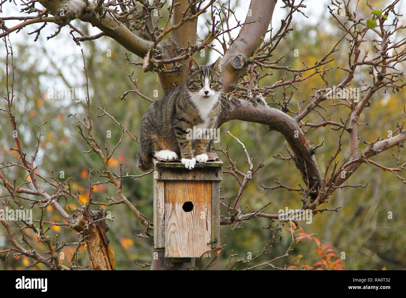 house cat sitting on roof of bird nesting box, Brandenburg, Germany ...