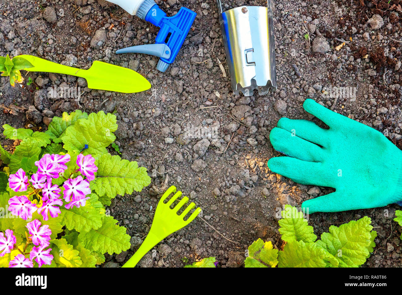 Gardening tools, shovel, spade, pruner, rake, glove, primrose flowers ...