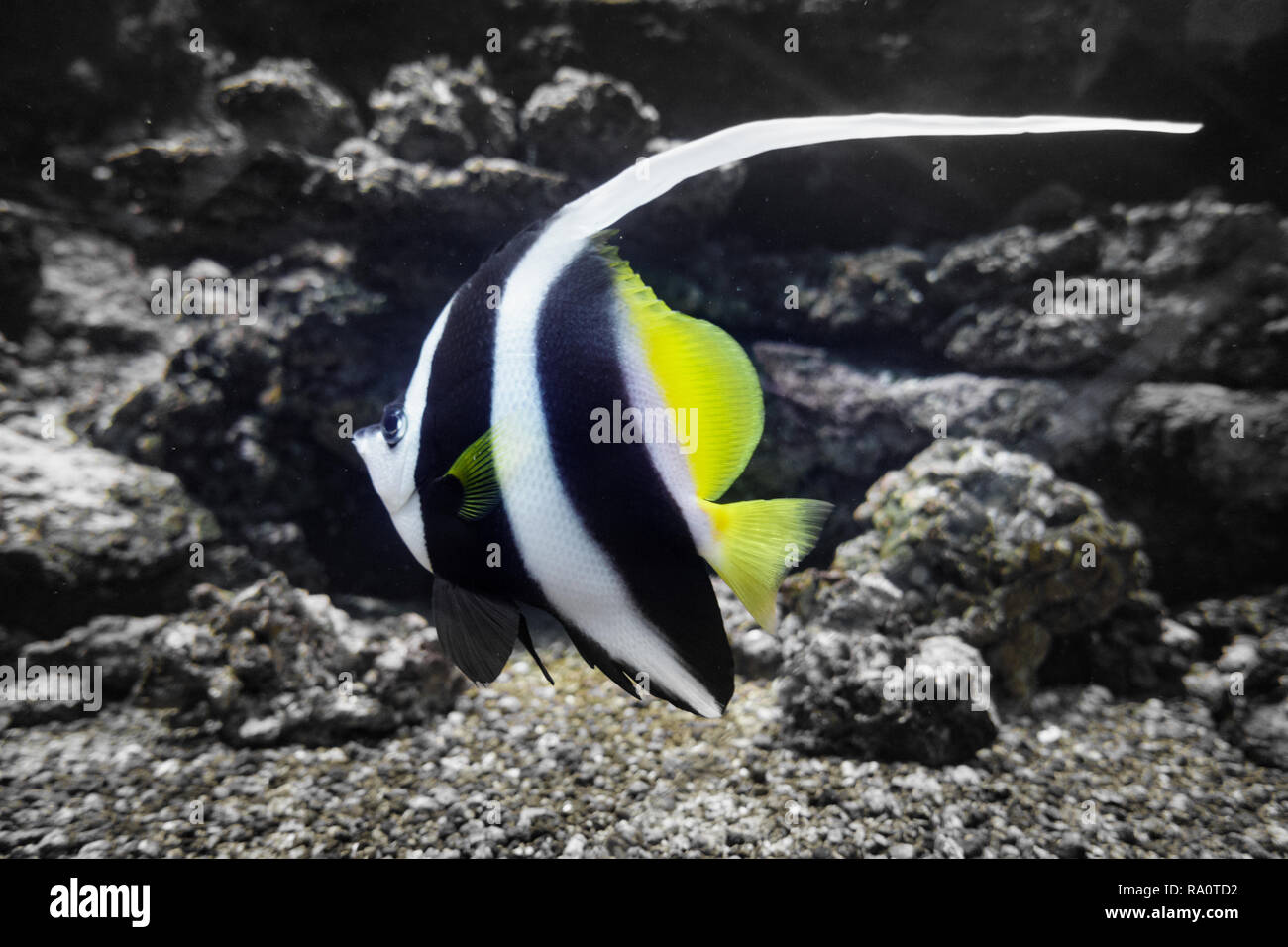 Striped fish in the water Crete Greece Europe Stock Photo - Alamy