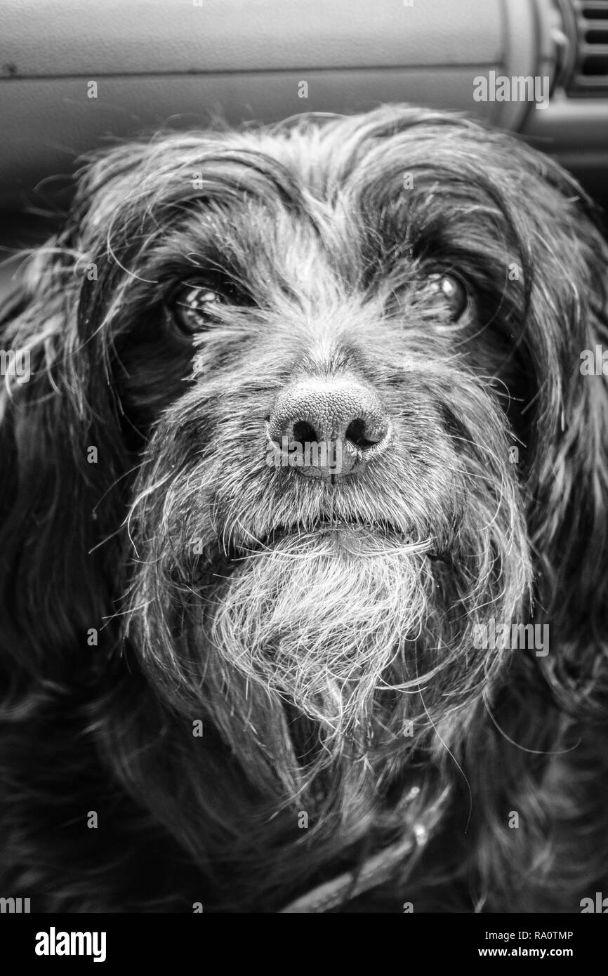 Dog eye close up Black and White Stock Photos & Images - Alamy