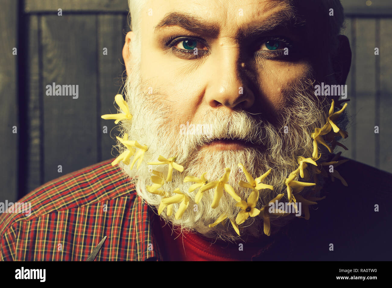 old bearded man with yellow flowers in long grey beard on serious face ...