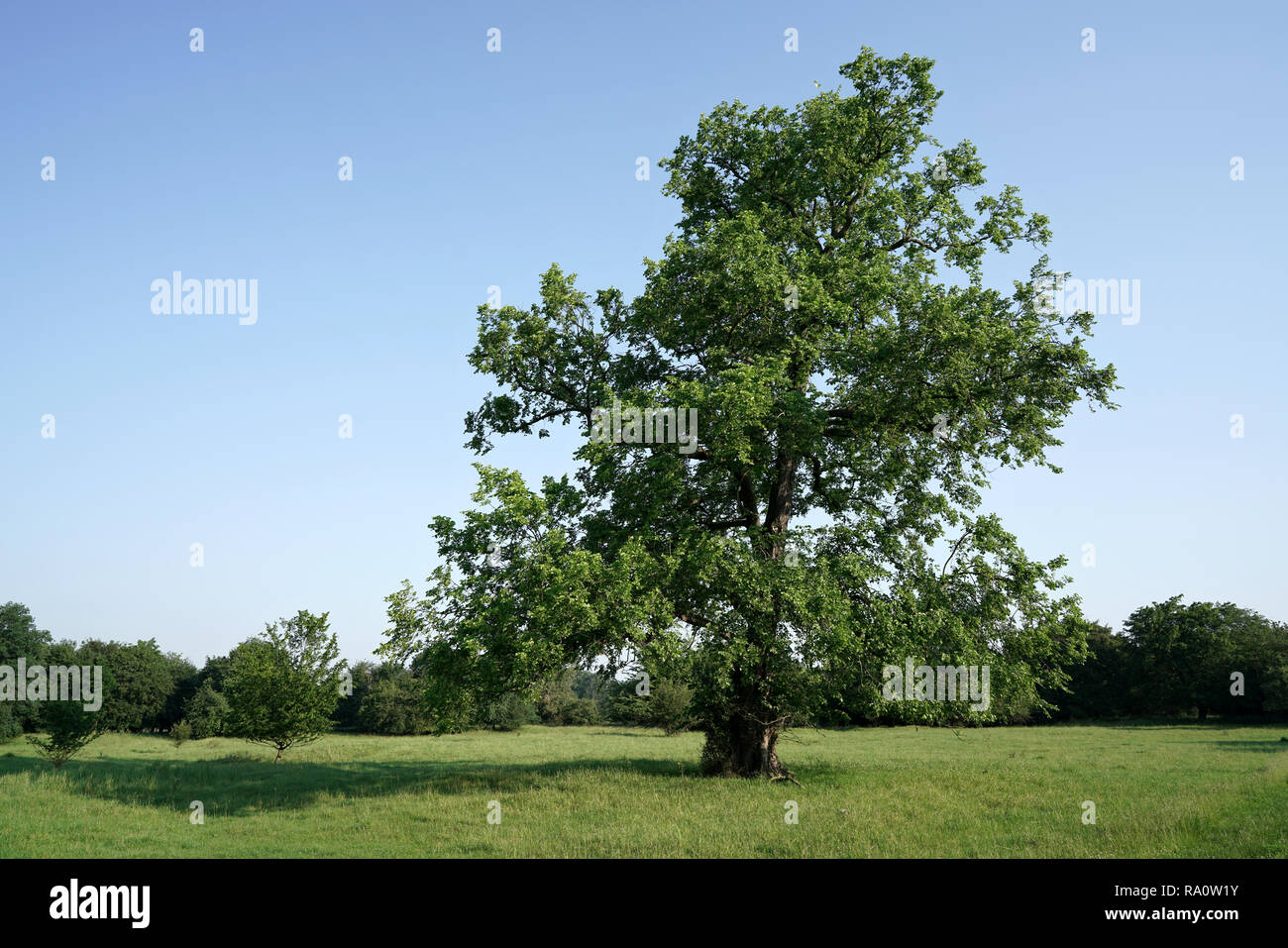 Elm tree hi-res stock photography and images - Alamy