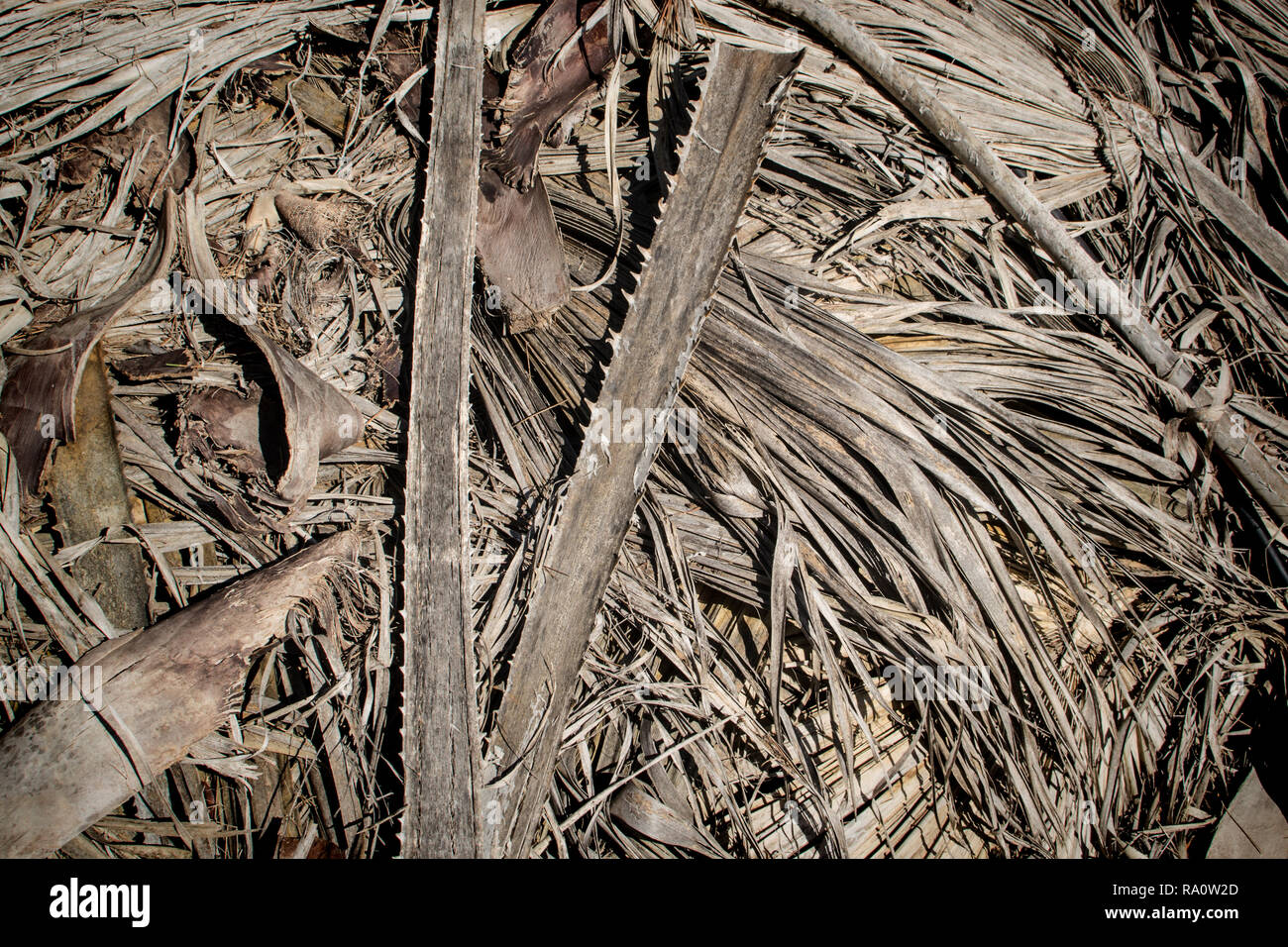Heap of drying palm leaves after pruning Stock Photo - Alamy
