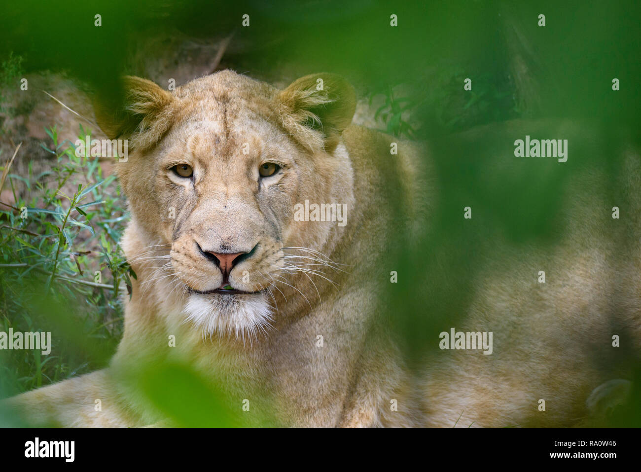 01.09.2018. RIGA, LATVIA. Lion female (Panthera leo) at Riga Zoo Stock ...