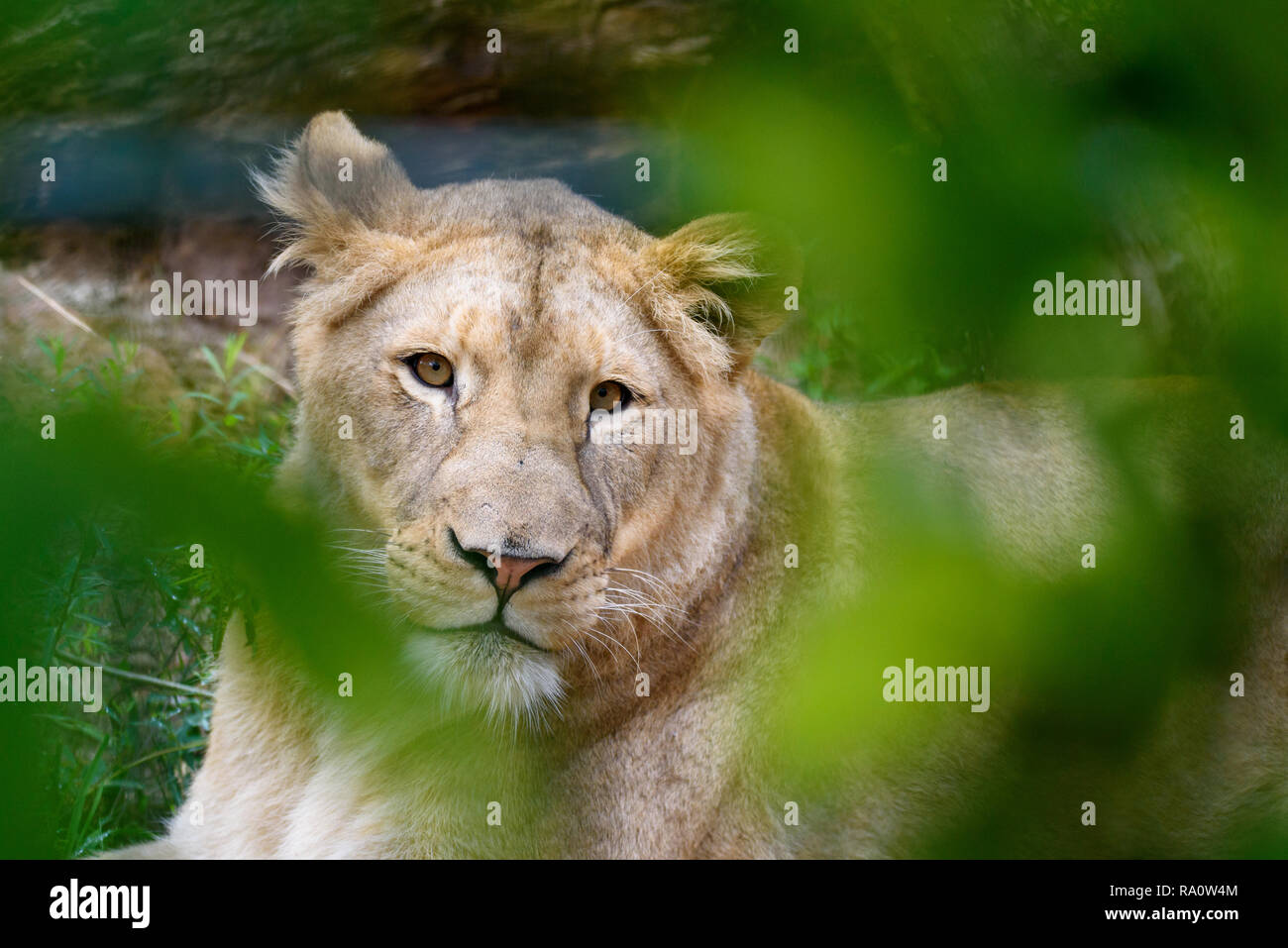01.09.2018. RIGA, LATVIA. Lion female (Panthera leo) at Riga Zoo Stock ...