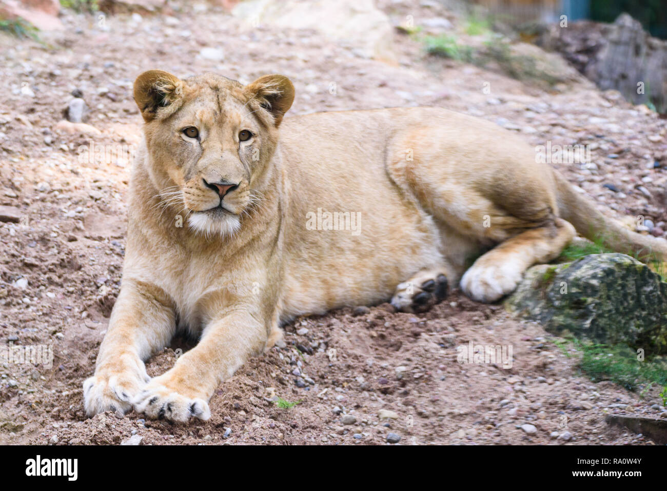 01.09.2018. RIGA, LATVIA. Lion female (Panthera leo) at Riga Zoo Stock ...