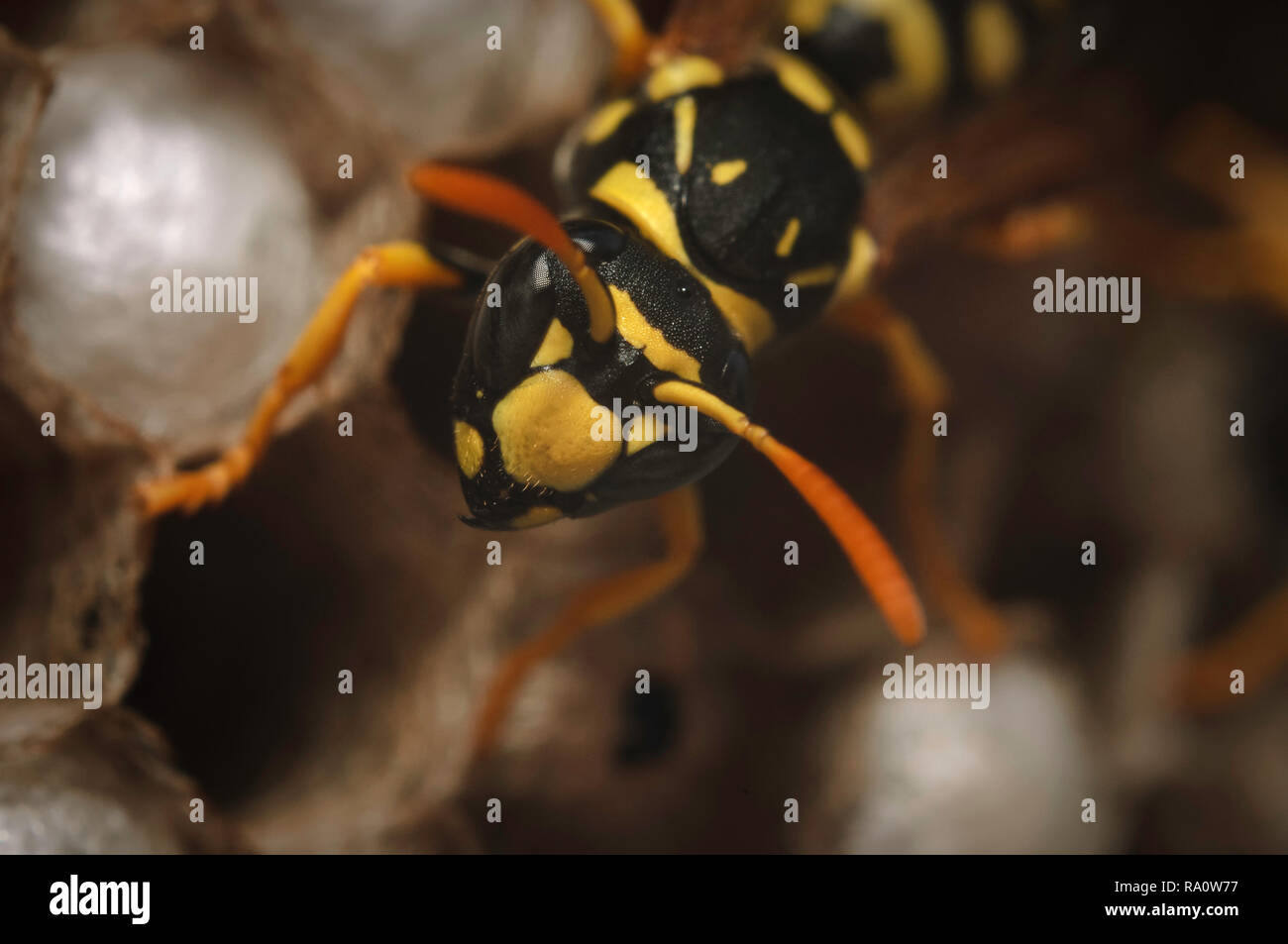 Yellow paper wasps hi-res stock photography and images - Alamy