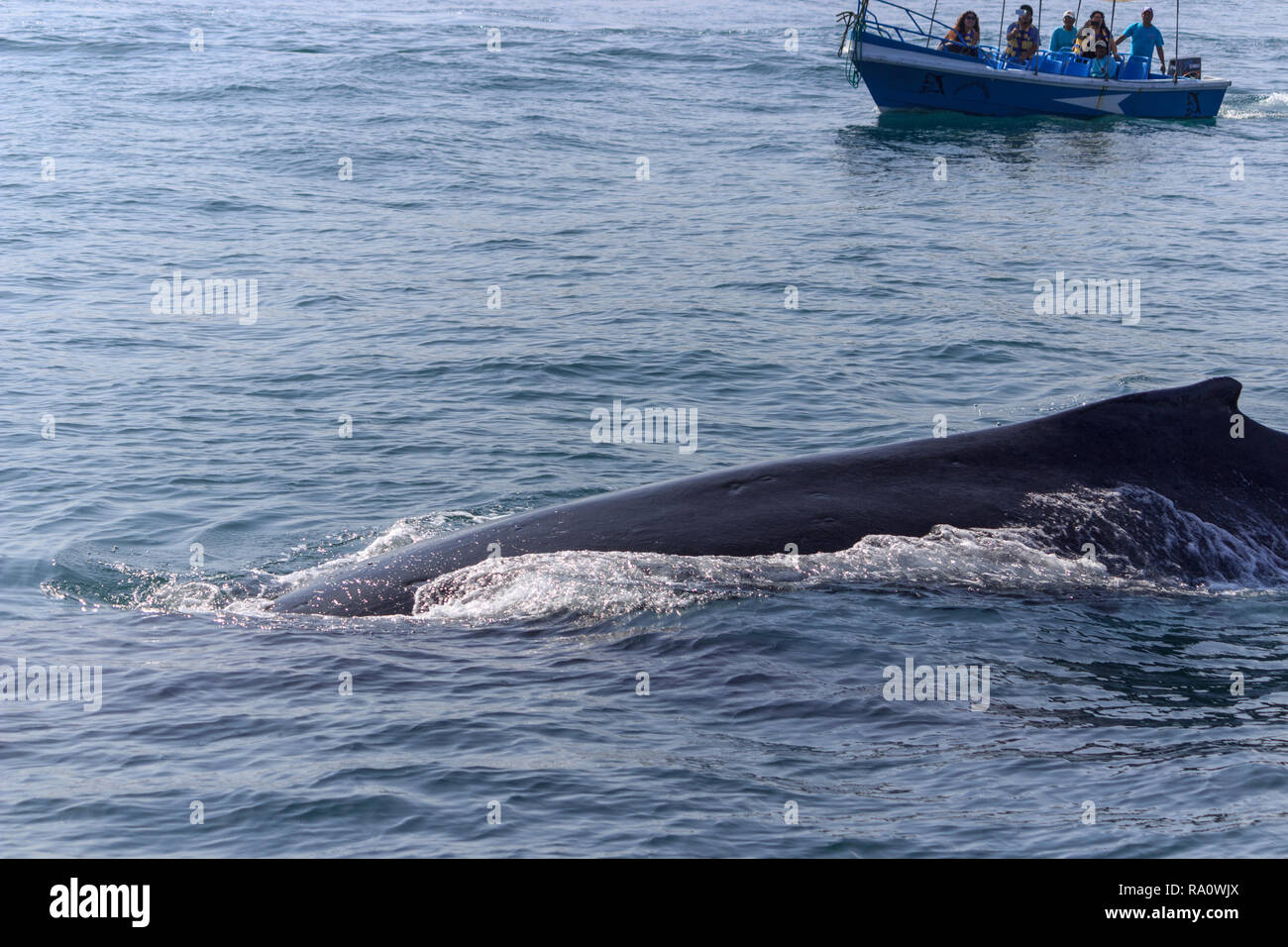 Whales of peru hi-res stock photography and images - Alamy