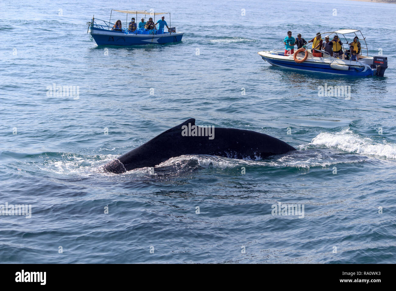 Whales Of Peru High Resolution Stock Photography and Images - Alamy