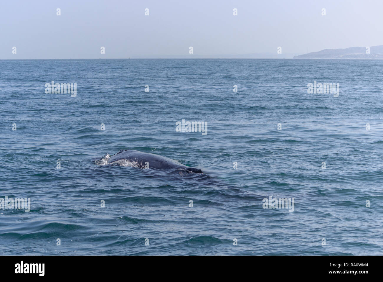 Whales of peru hi-res stock photography and images - Alamy