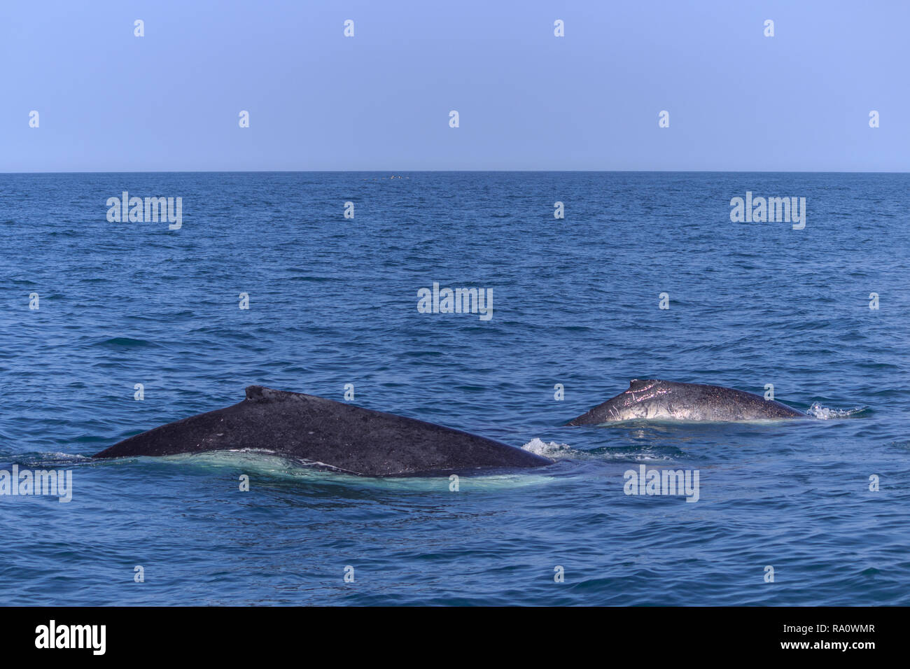Whales Of Peru High Resolution Stock Photography and Images - Alamy