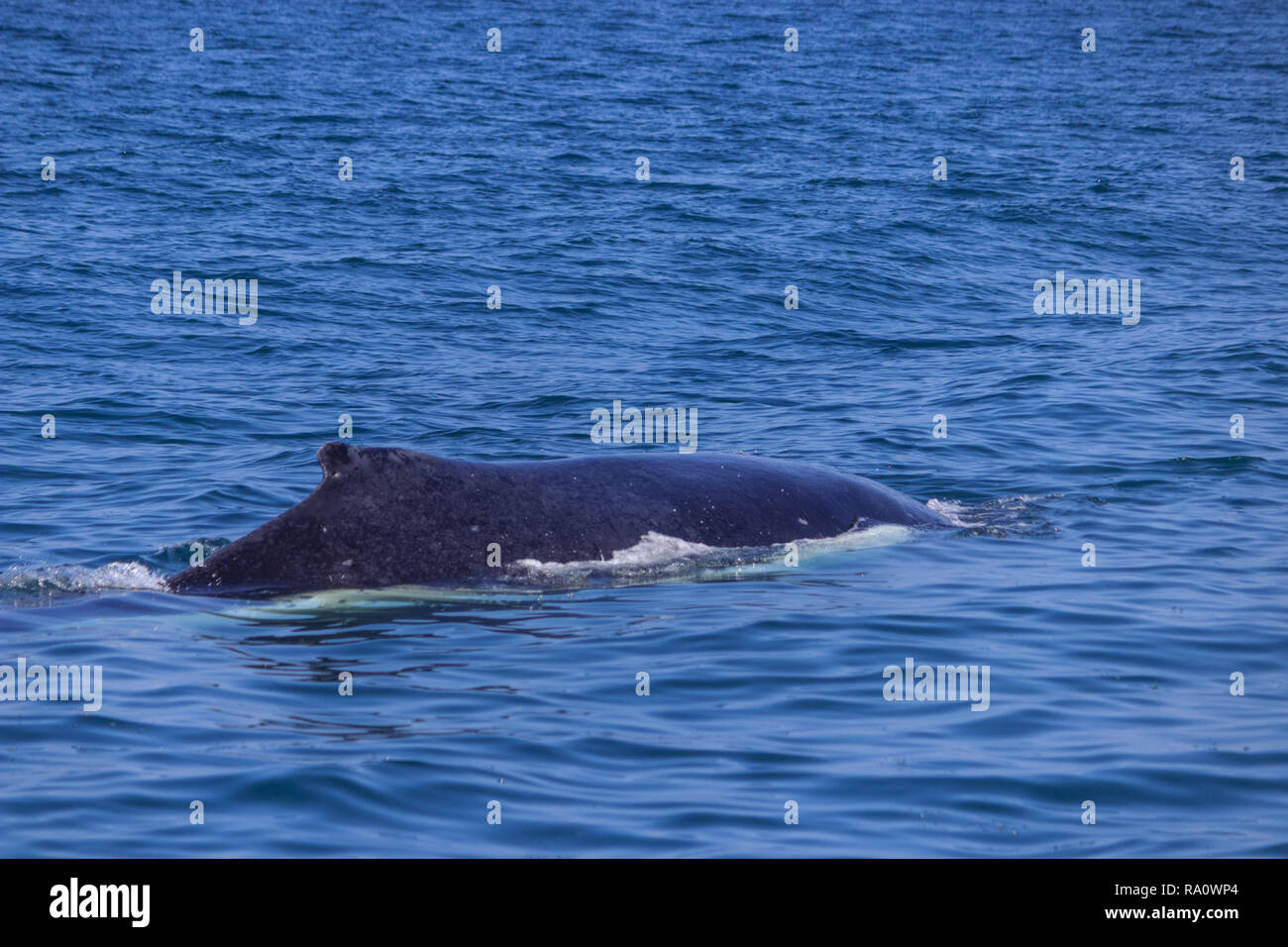 Whales of peru hi-res stock photography and images - Alamy