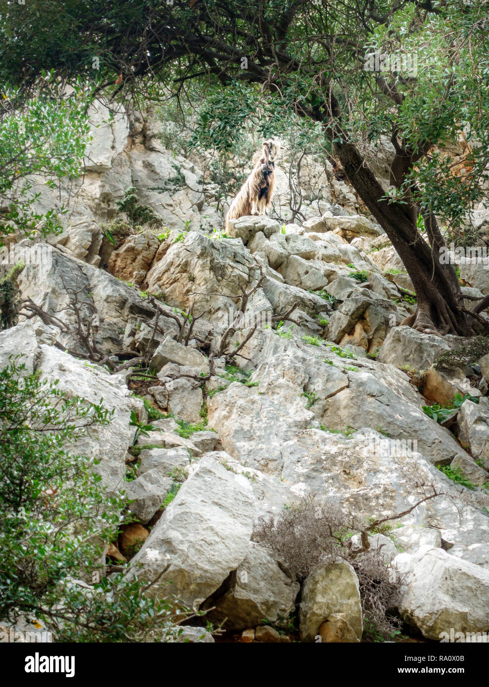 Sheep on hill Crete Greece Stock Photo - Alamy