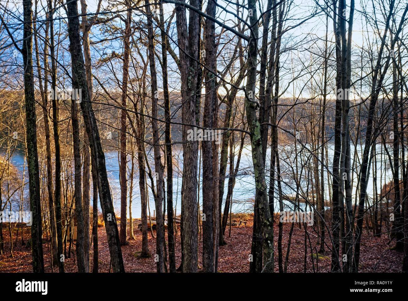 Pennsylvania pine tree hi-res stock photography and images - Alamy