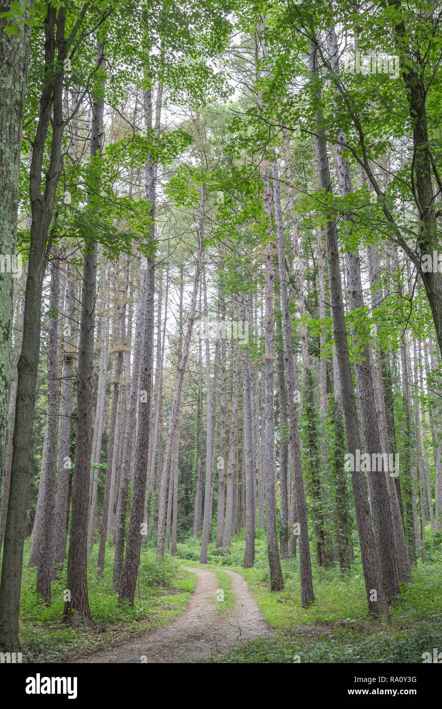 Vertical trees hi-res stock photography and images - Alamy