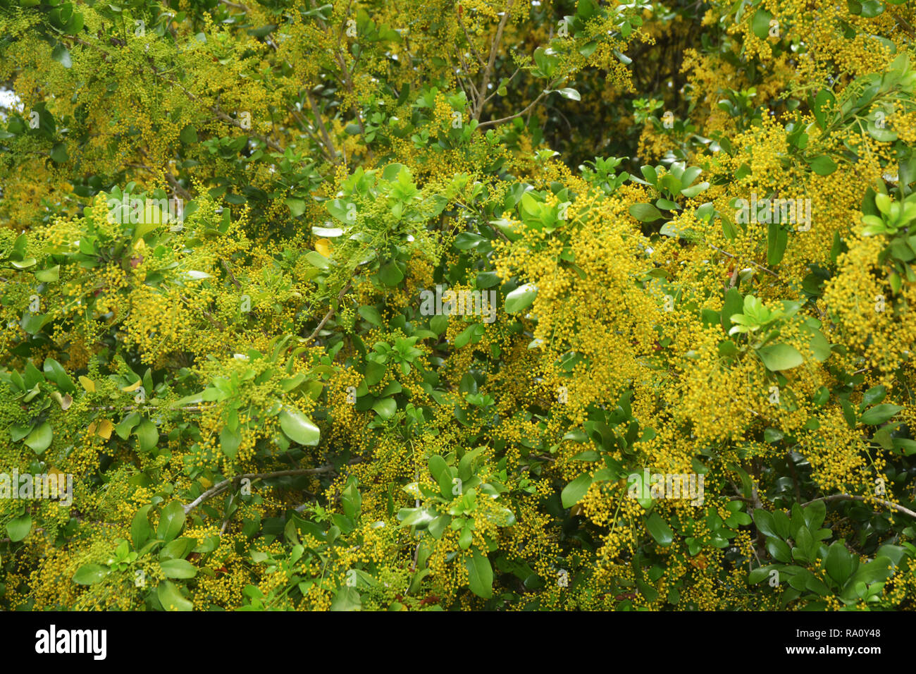 Chinese Rice Flower, thai herb Stock Photo - Alamy