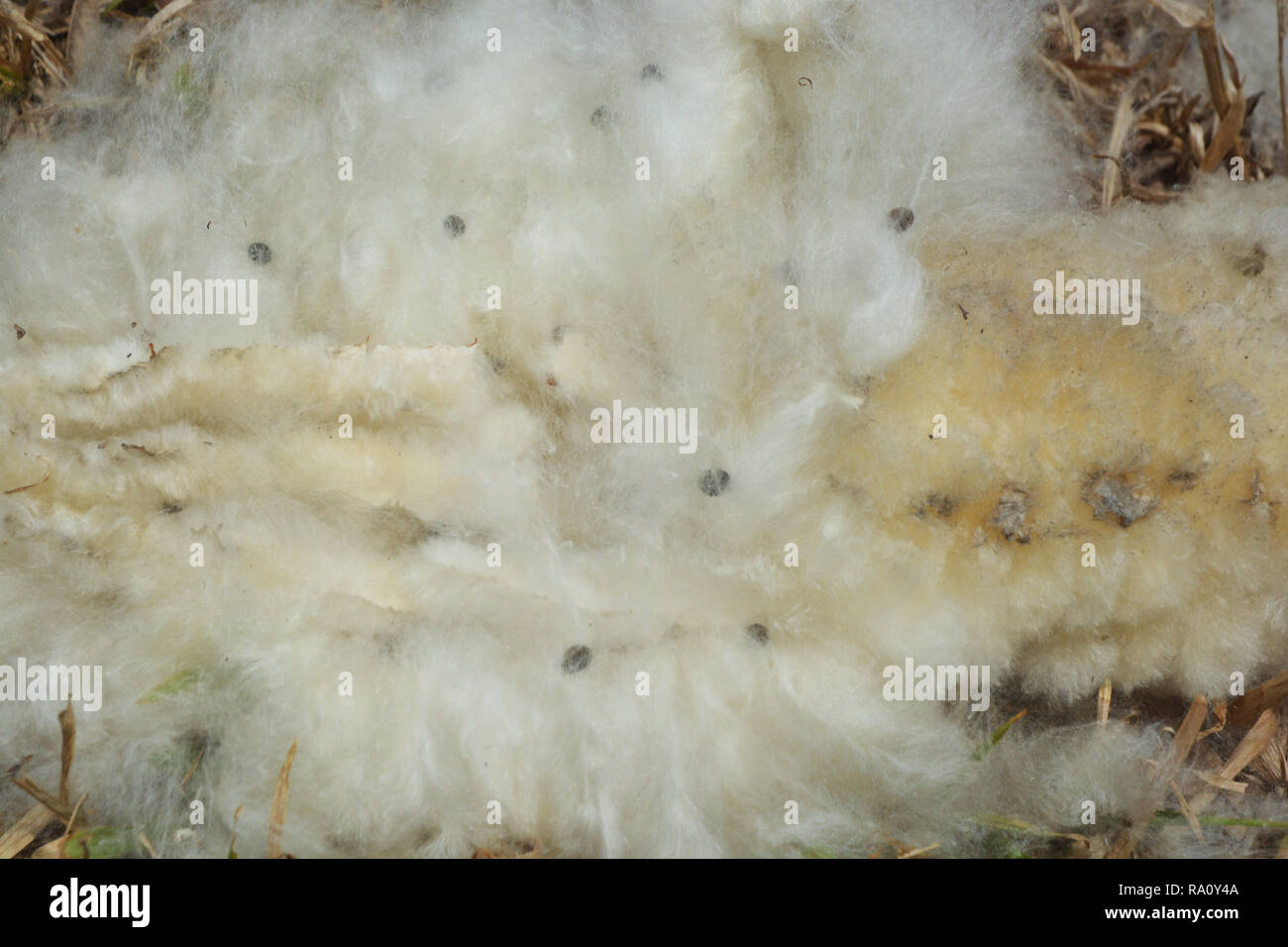 White silk cotton tree hi-res stock photography and images - Alamy