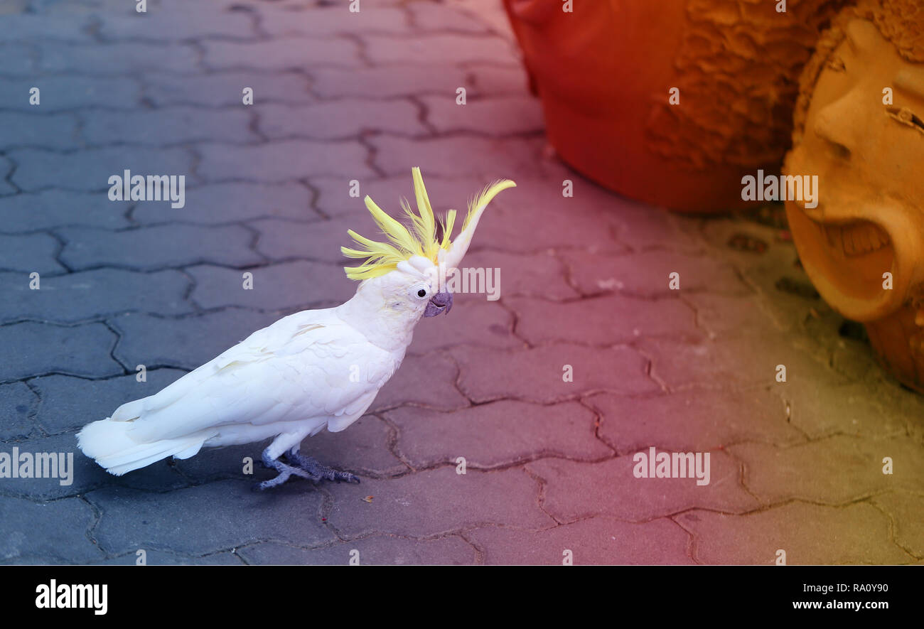 Beautiful white parrot cockatoo photographed close up Stock Photo - Alamy