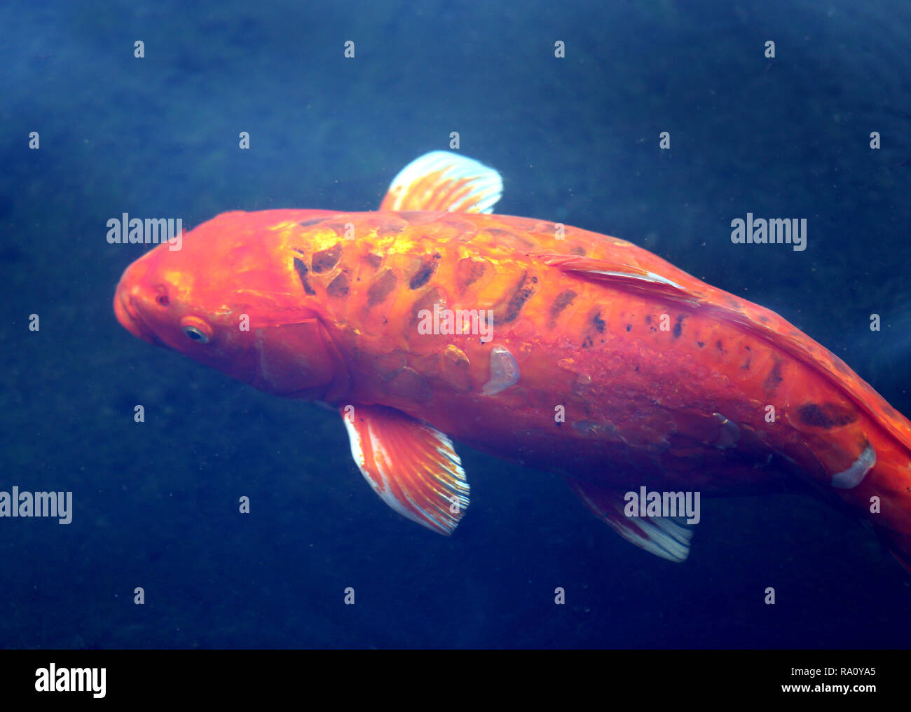 Red carp hi-res stock photography and images - Alamy