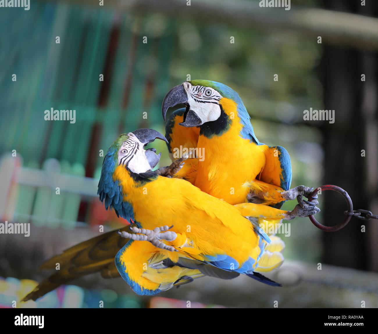 Macro photo of nature blue macaw parrots lit by the sun Stock Photo - Alamy