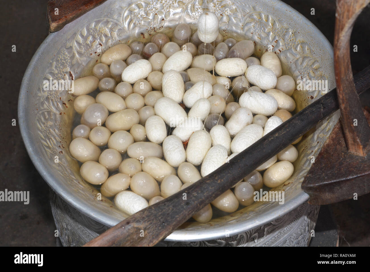 Close up shot Boiled cocoons pot, A part of Silk Production Process ...