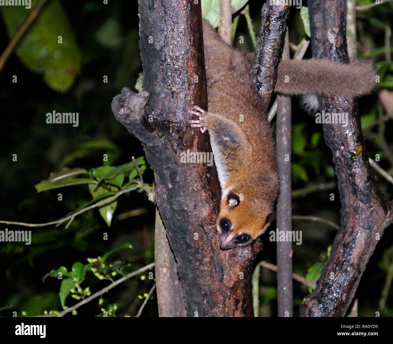 Night Portrait of the brown mouse lemur Microcebus rufus aka ...