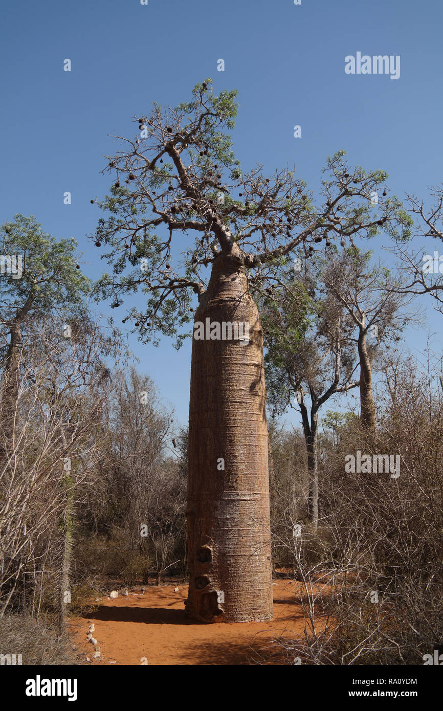 Landscape with Adansonia grandidieri baobab tree, Reniala national park ...