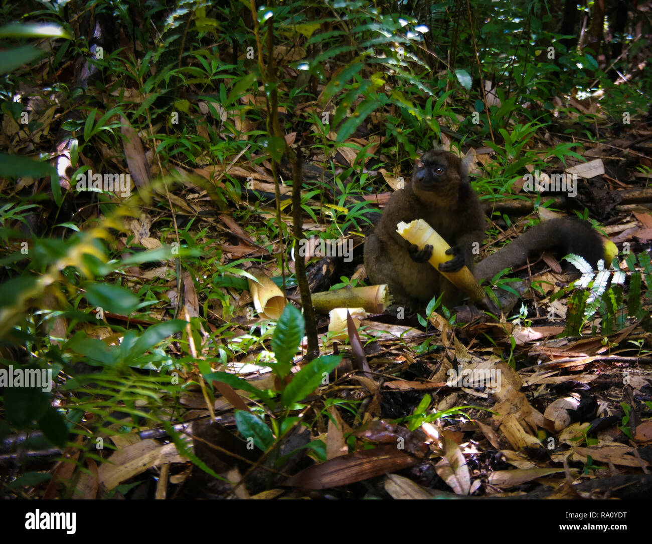 Portrait of the eating Golden bamboo lemur aka Hapalemur aureus ...