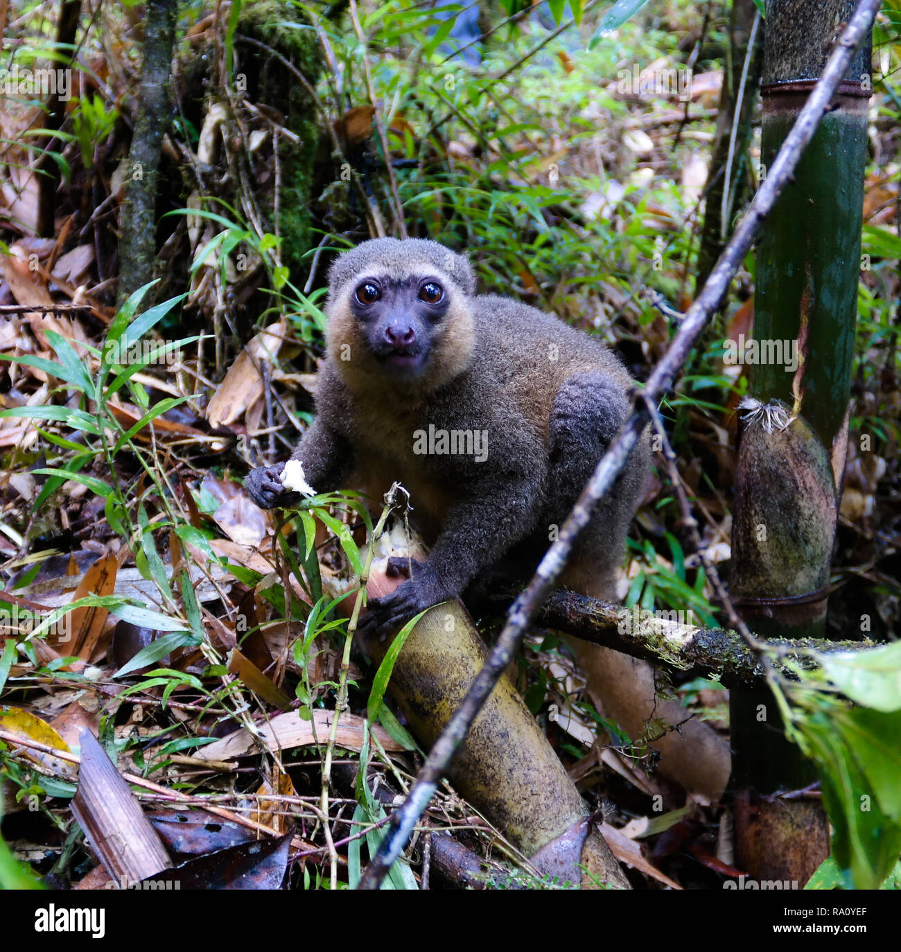 Portrait of the eating Golden bamboo lemur aka Hapalemur aureus ...