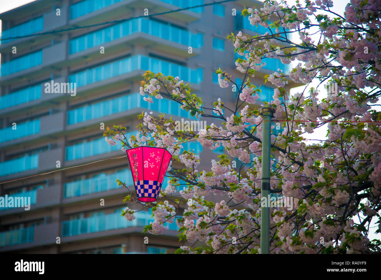 Cherry Blossom in Tokyo, Japan. April in Japan is very popular about ...