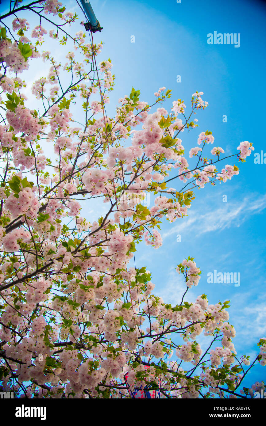 Cherry Blossom in Tokyo, Japan. April in Japan is very popular about ...