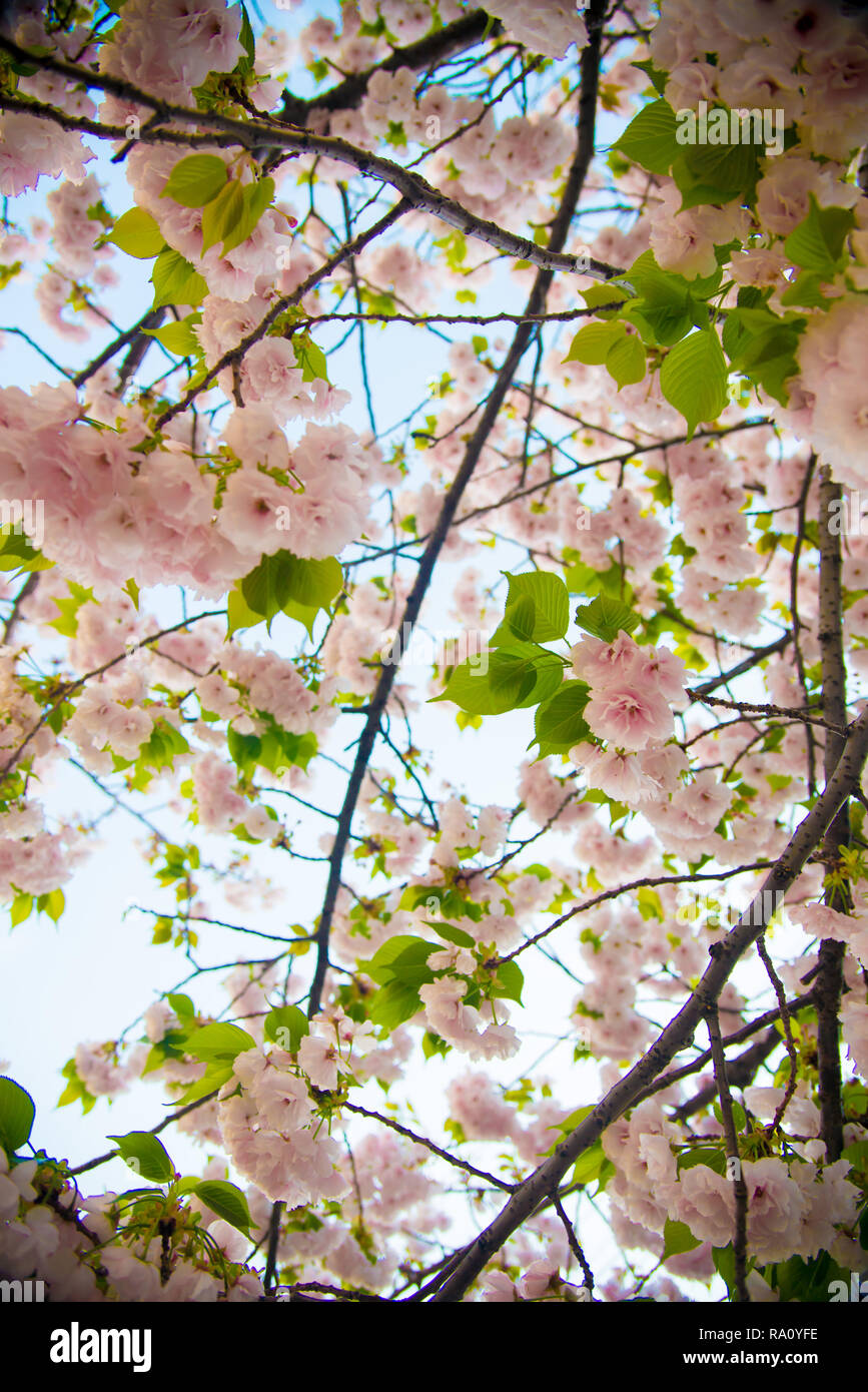 Cherry Blossom in Tokyo, Japan. April in Japan is very popular about ...
