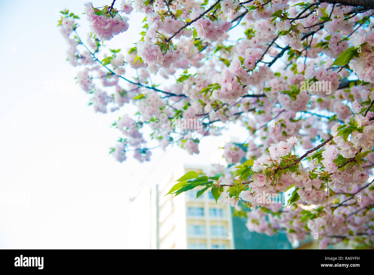 Cherry Blossom in Tokyo, Japan. April in Japan is very popular about ...