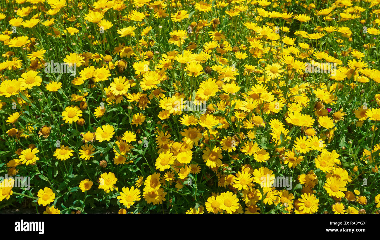 Big yellow patch hi-res stock photography and images - Alamy