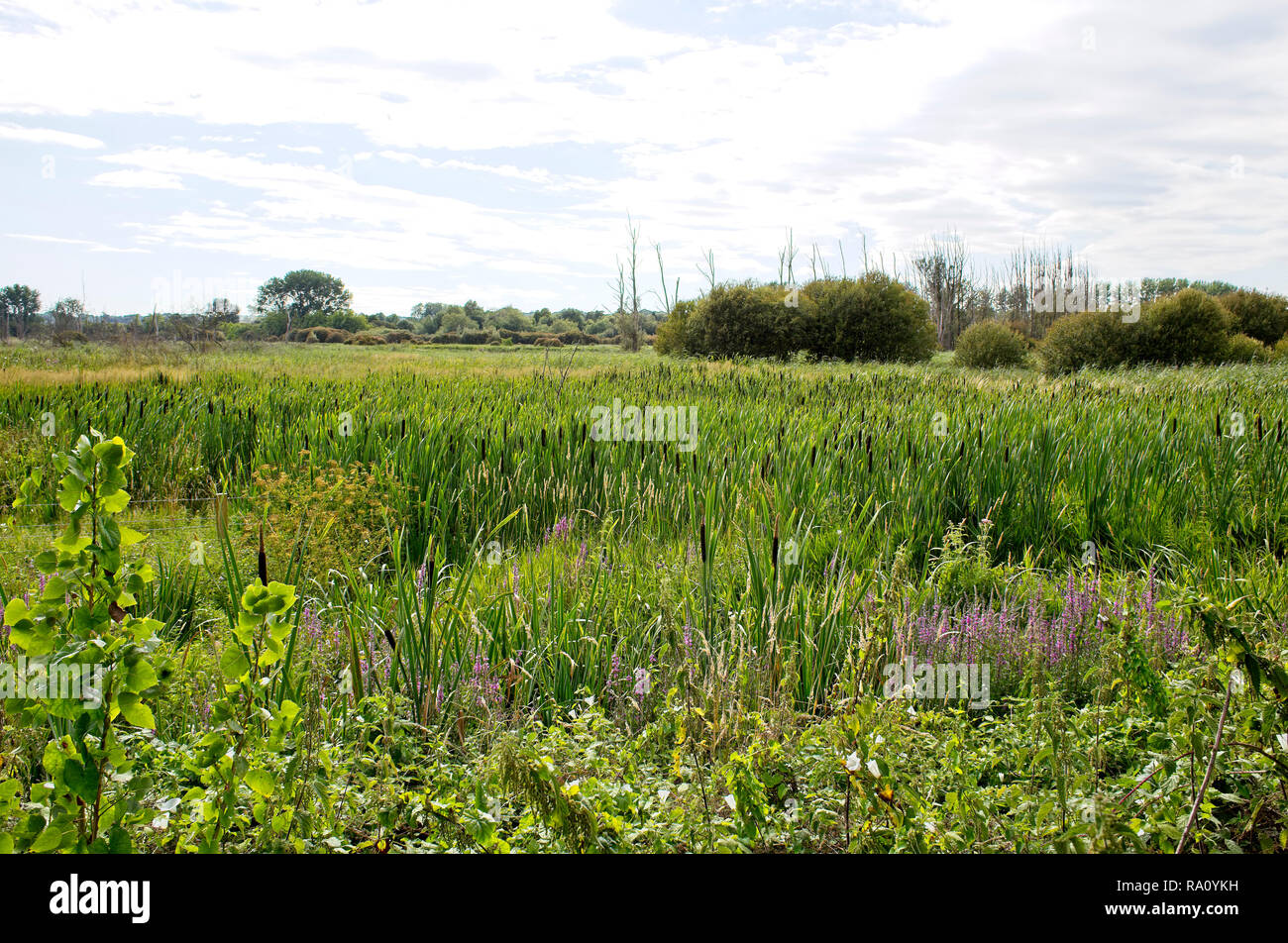Fishlake Meadows Nature Reserve, Hampshire, England, UK Stock Photo - Alamy