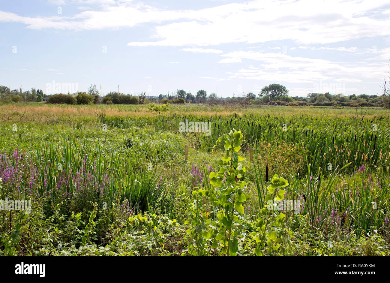 Fishlake Meadows Nature Reserve, Hampshire, England, UK Stock Photo - Alamy