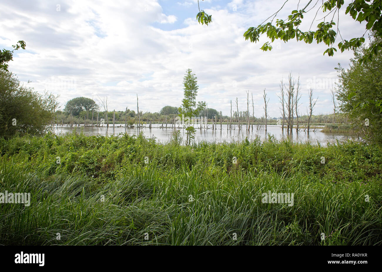 Fishlake Meadows Nature Reserve, Hampshire, England, UK Stock Photo - Alamy