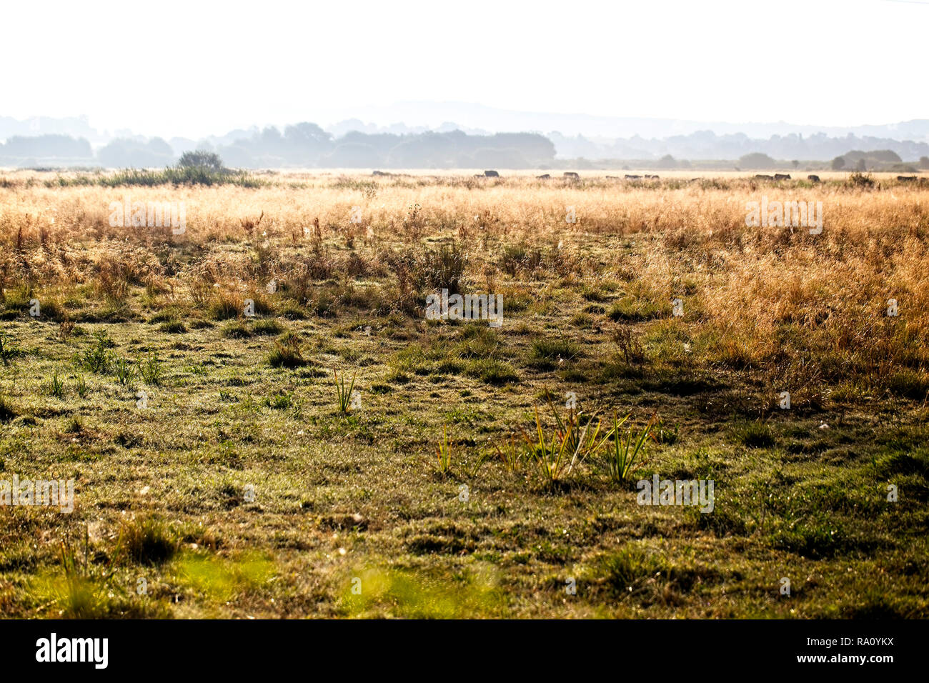 Exminster Marshes, Devon, England, UK Stock Photo - Alamy