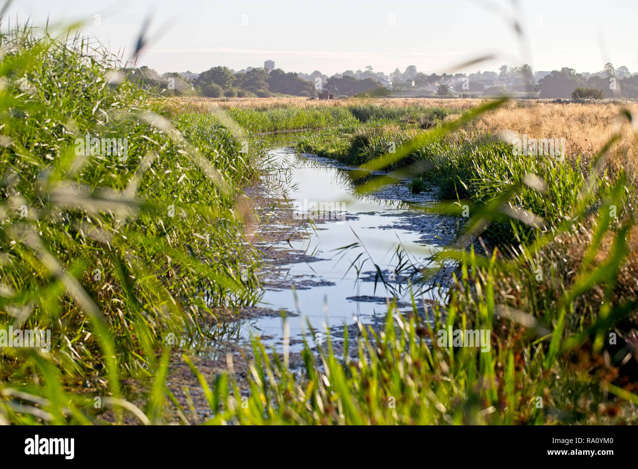 Marsh Devon High Resolution Stock Photography and Images - Alamy