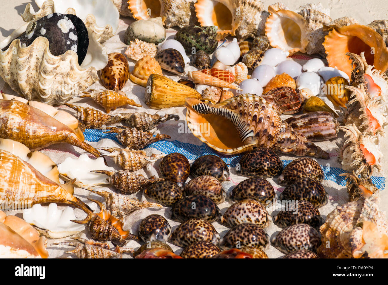 Cowries hi-res stock photography and images - Alamy