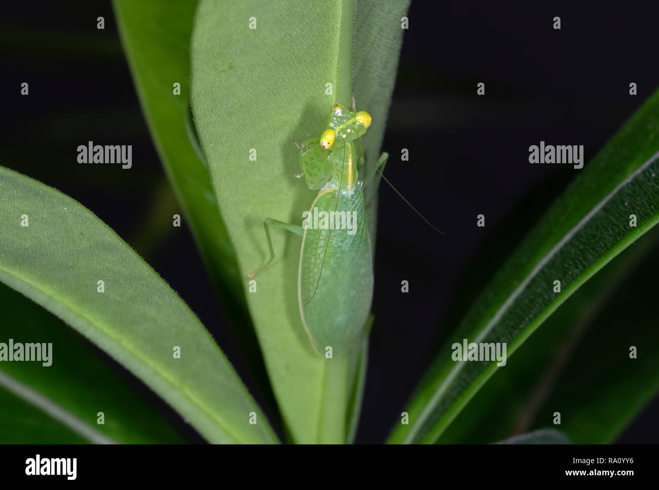Closeup Praying Mantis Camouflage on Back of Green Leaf Stock Photo - Alamy