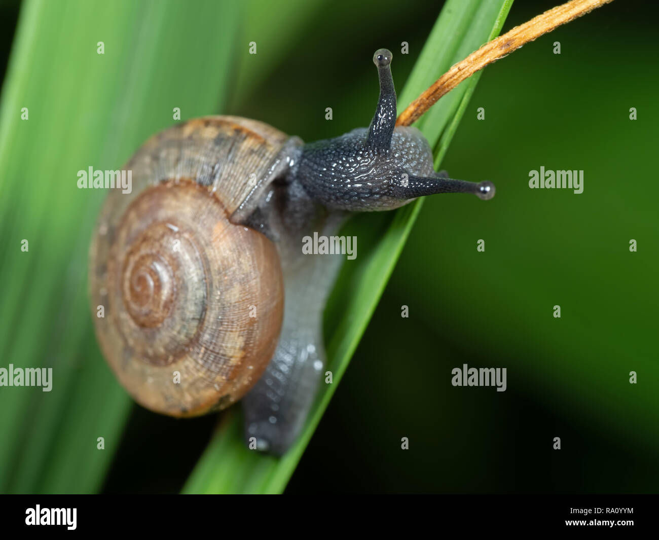 Spiral grass blade hi-res stock photography and images - Alamy